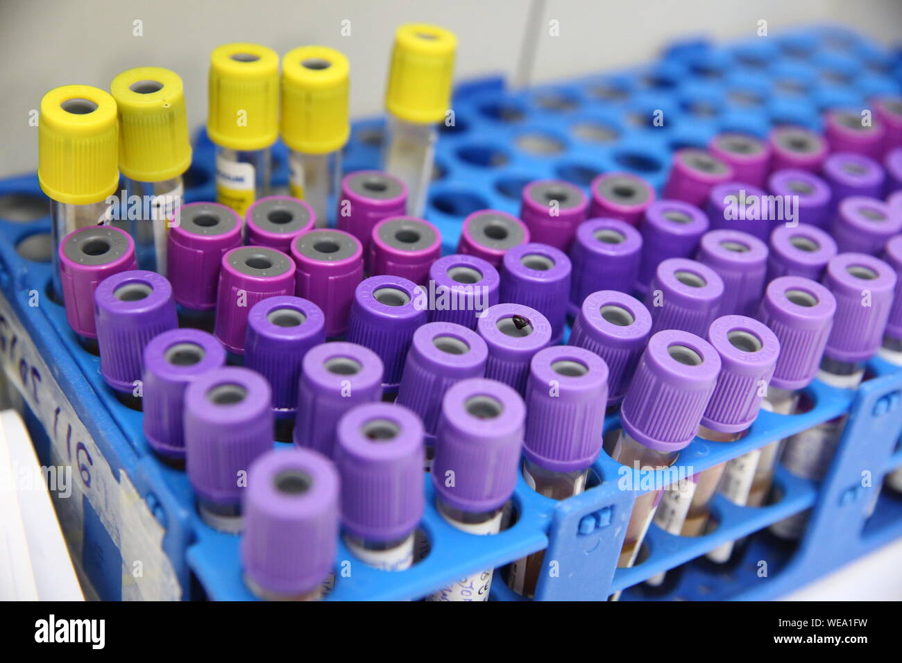 Test tubes in a rack hi-res stock photography and images - Alamy