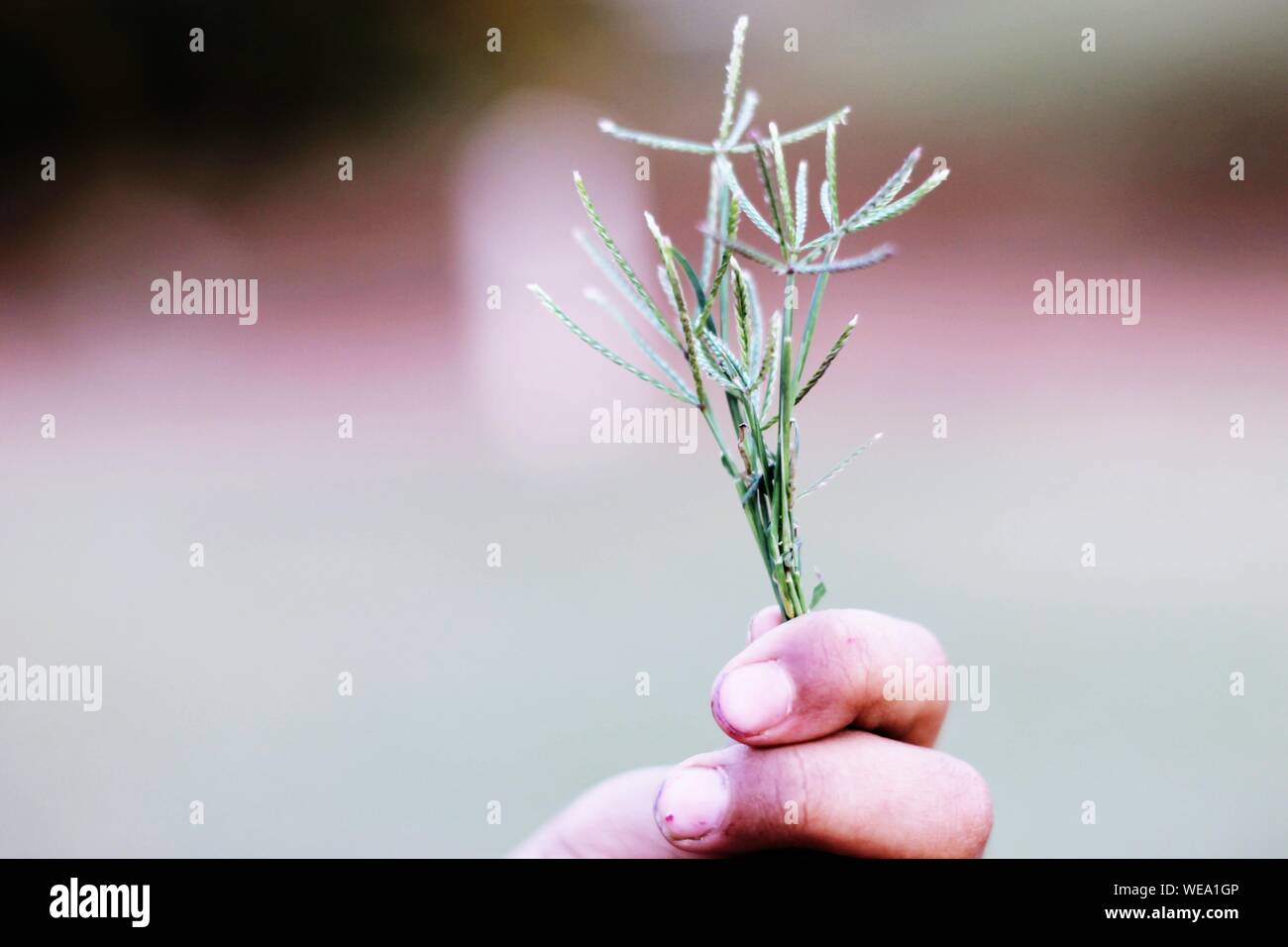 Hand holding grass hi-res stock photography and images - Alamy