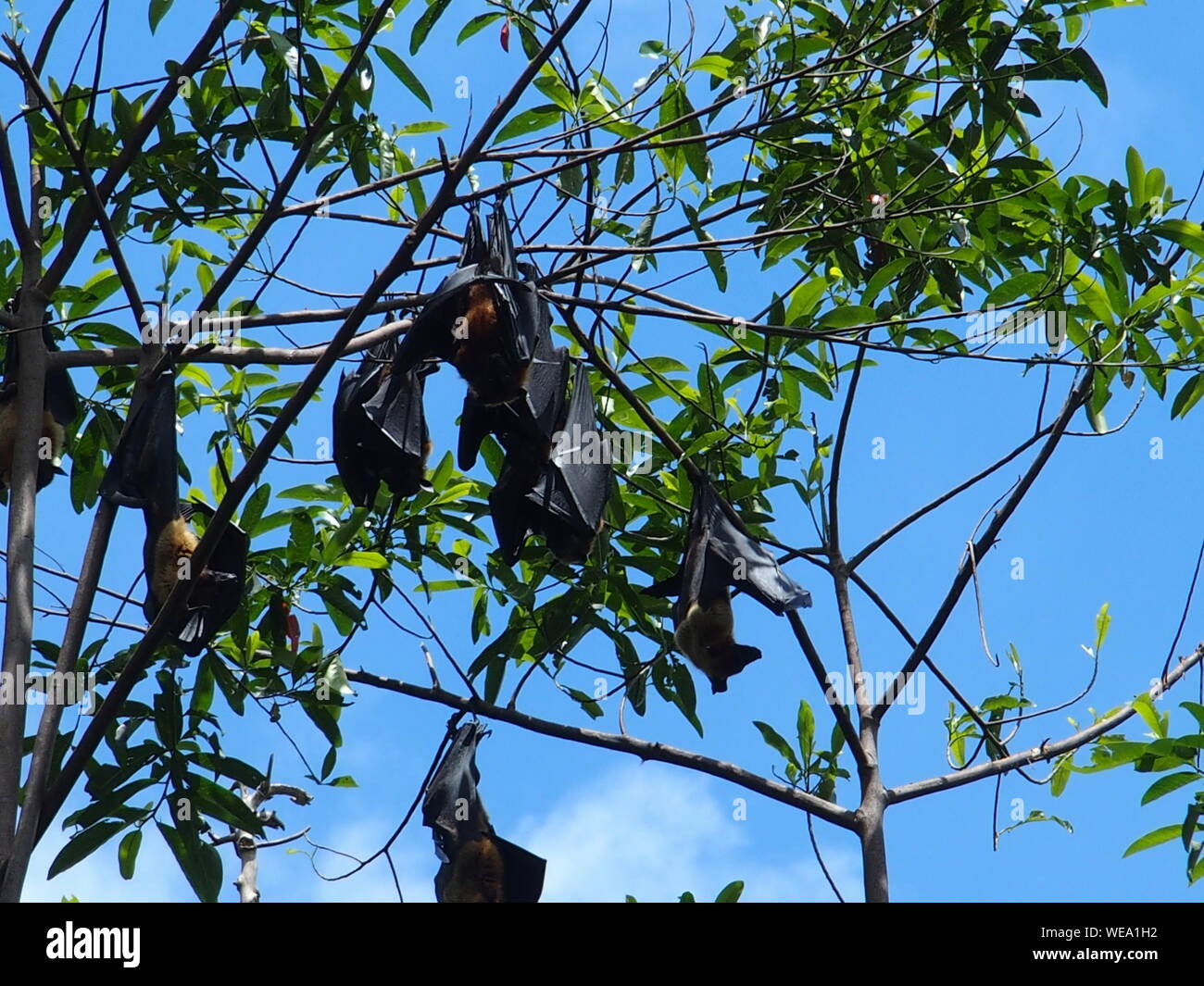 Bat sleeping tree hi-res stock photography and images - Alamy