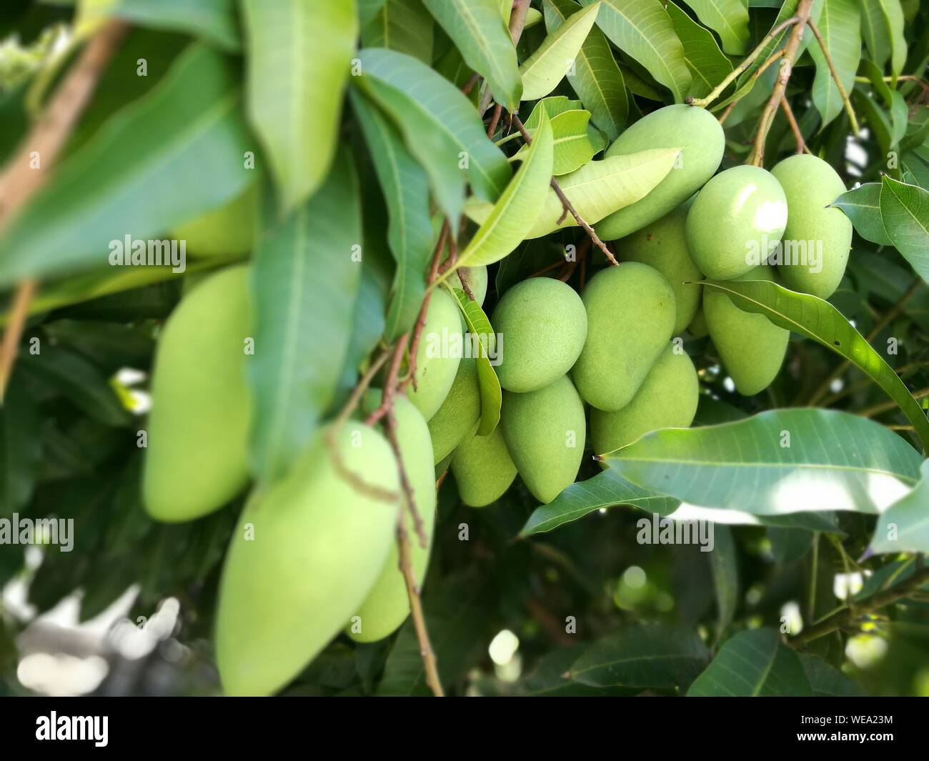Mangoes hanging on tree hi-res stock photography and images - Alamy