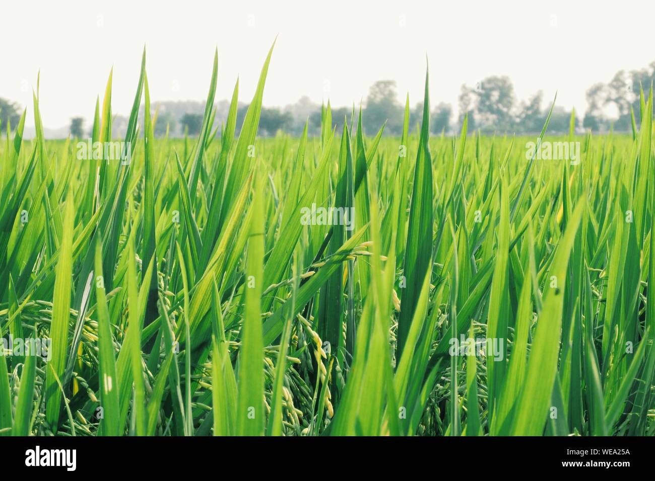 Green Blades Of Grass Stock Photo - Alamy