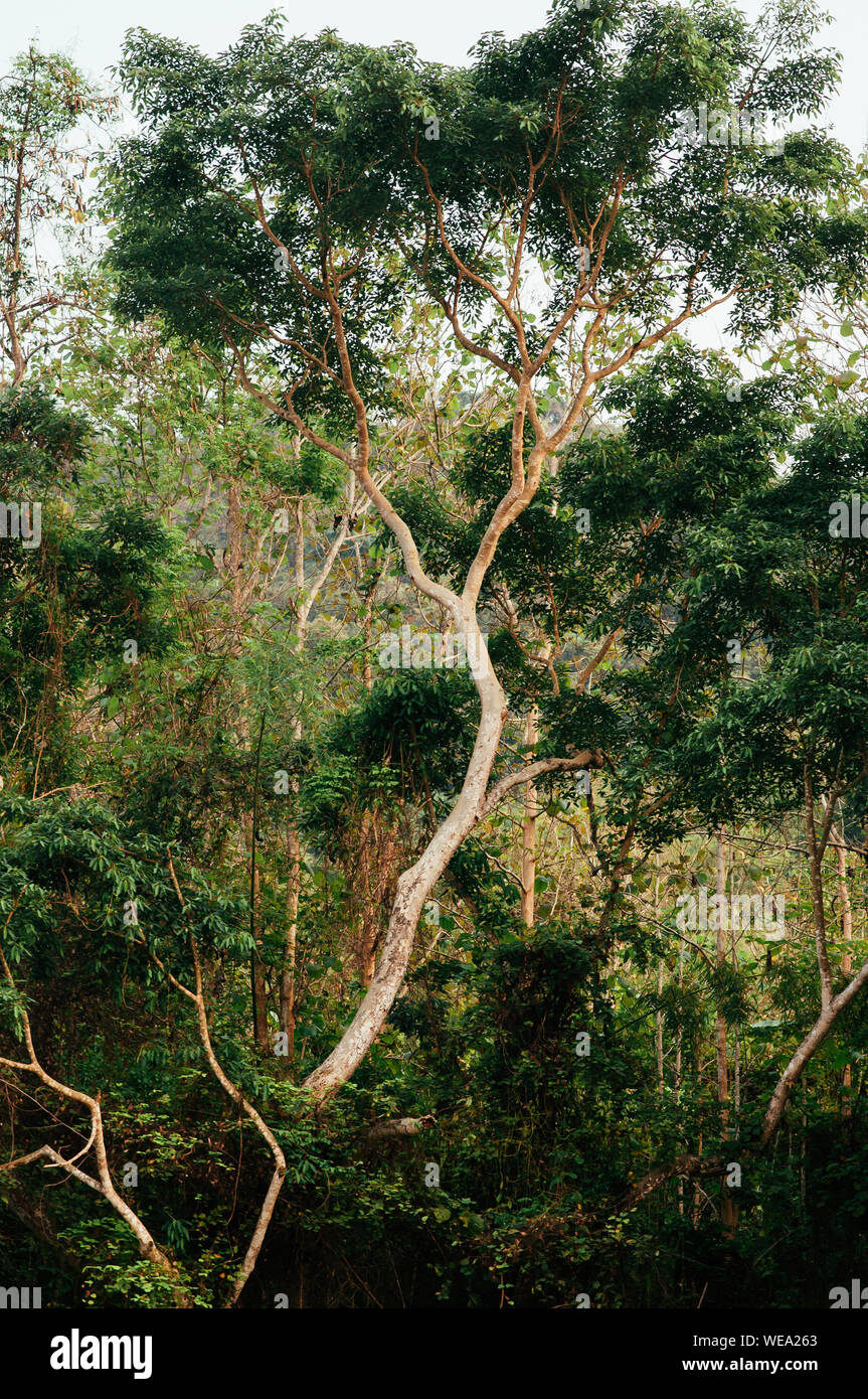 Big green tree with beautiful branches in Southeast Asia tropical lush ...