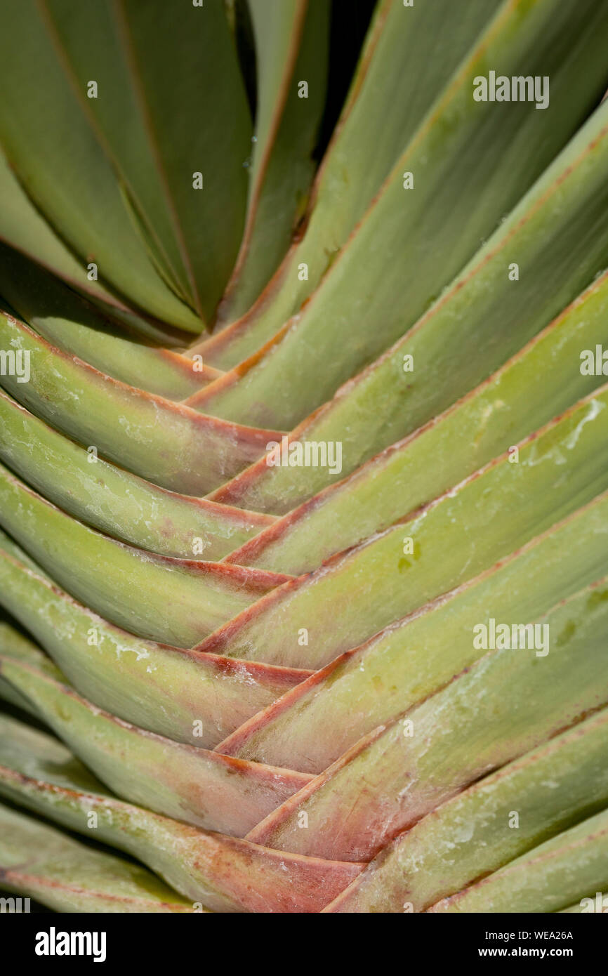 Interlocking leaves of a fan shaped Kumara Plicatilis plant Stock Photo ...