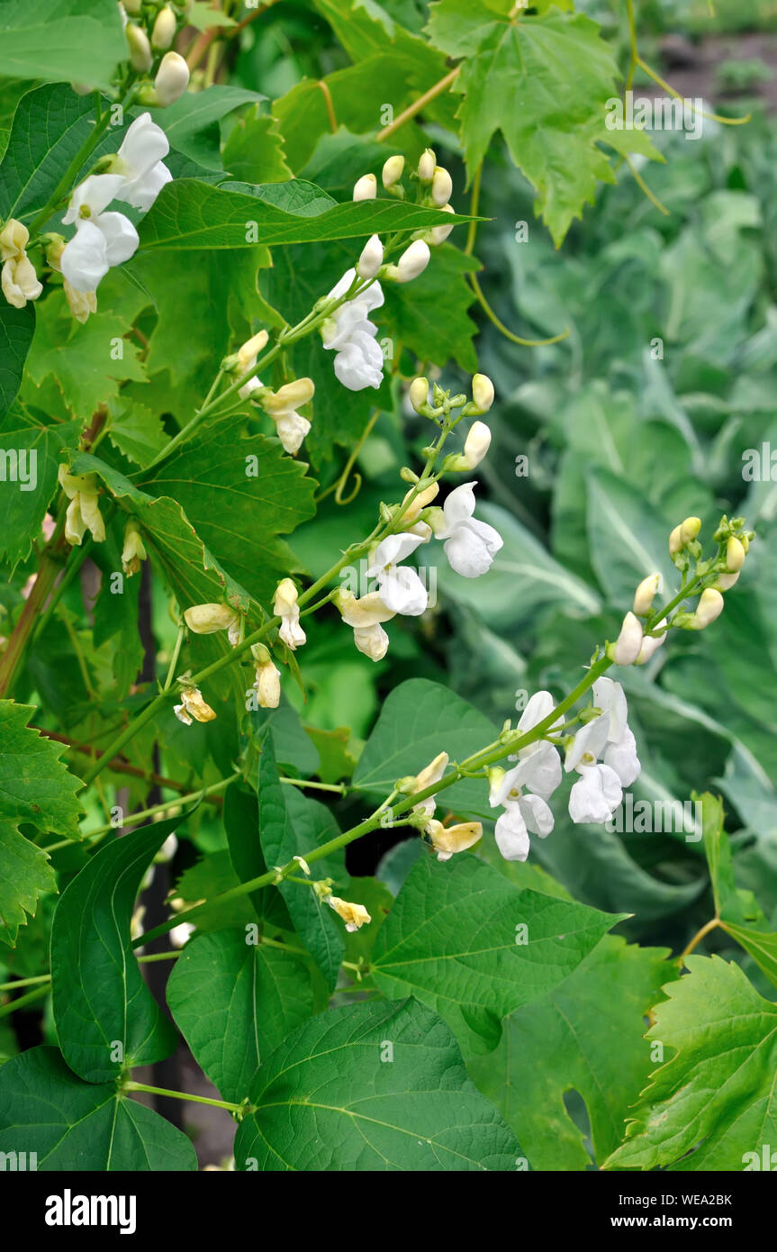 Kidney bean plant garden hi-res stock photography and images - Alamy