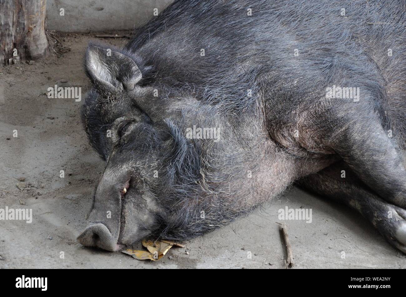 Wild boar zoo hi-res stock photography and images - Alamy