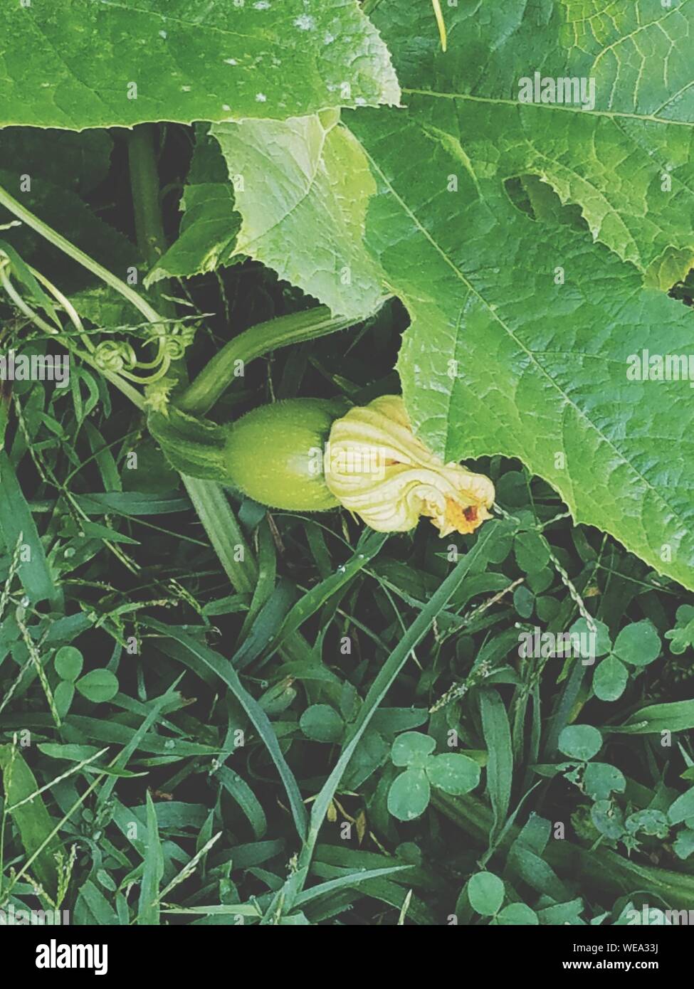 Pumpkin Bud High Resolution Stock Photography and Images - Alamy