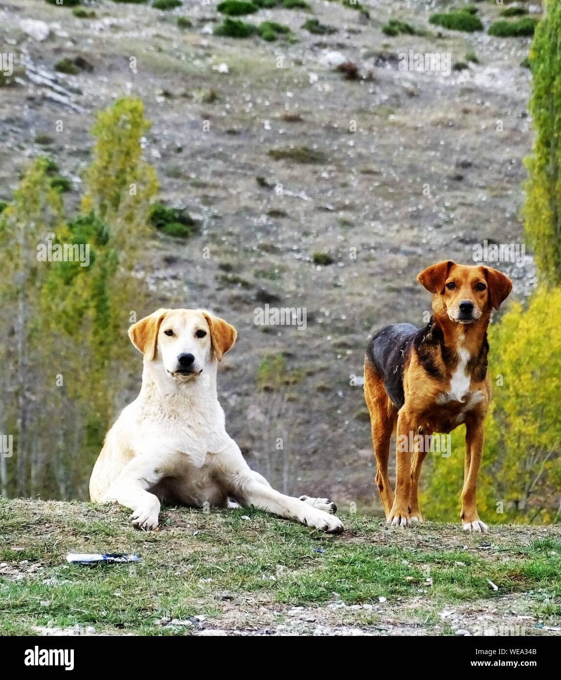 Two dogs looking at the camera hi-res stock photography and images - Alamy
