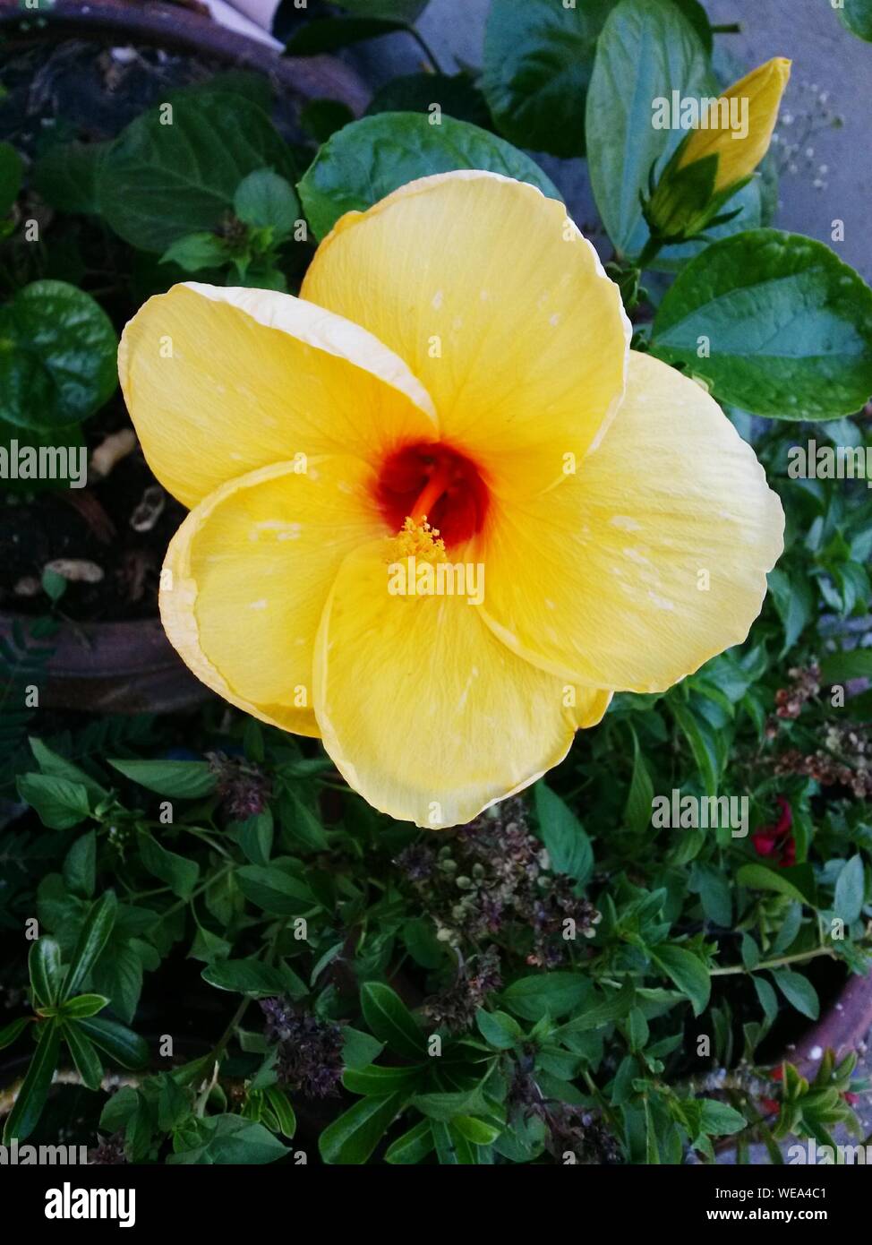 Yellow hibiscus hi-res stock photography and images - Alamy