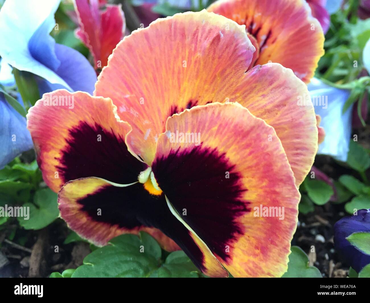 Pansy close up hi-res stock photography and images - Alamy