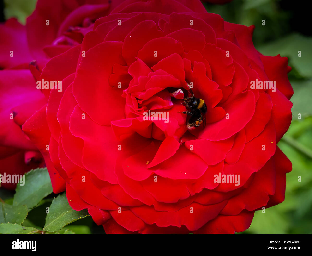 Bee pollinating rose hi-res stock photography and images - Alamy