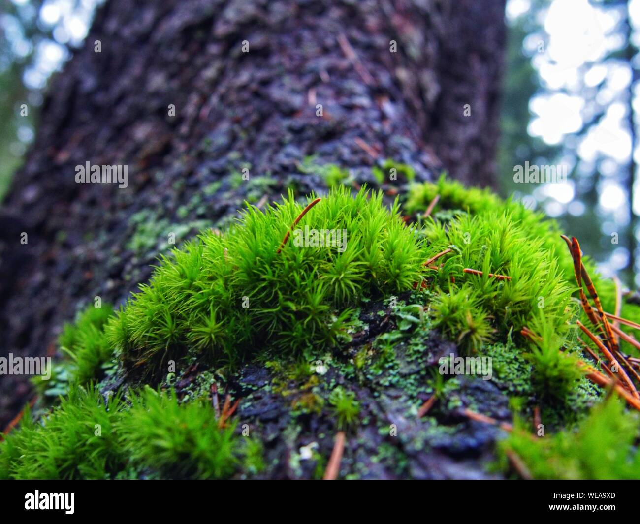 Moss On Tree Bark Stock Photo - Alamy