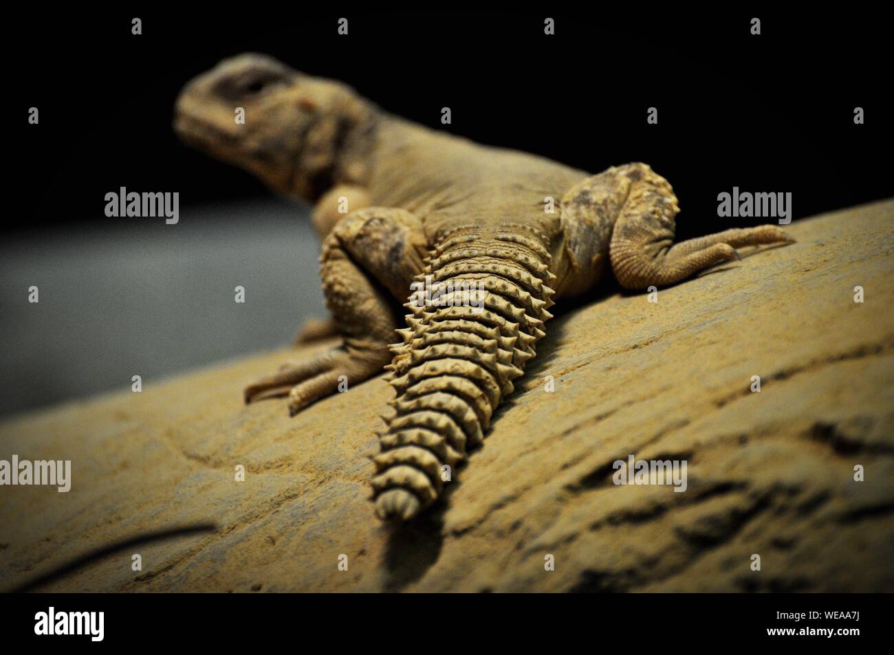 Spiked Lizard High Resolution Stock Photography and Images - Alamy