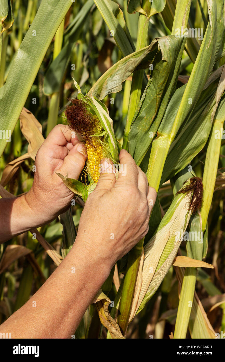 Plant on the field hi-res stock photography and images - Alamy