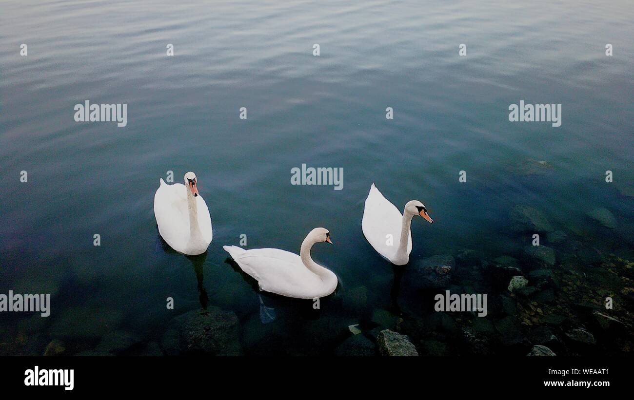 The three swans hi-res stock photography and images - Alamy