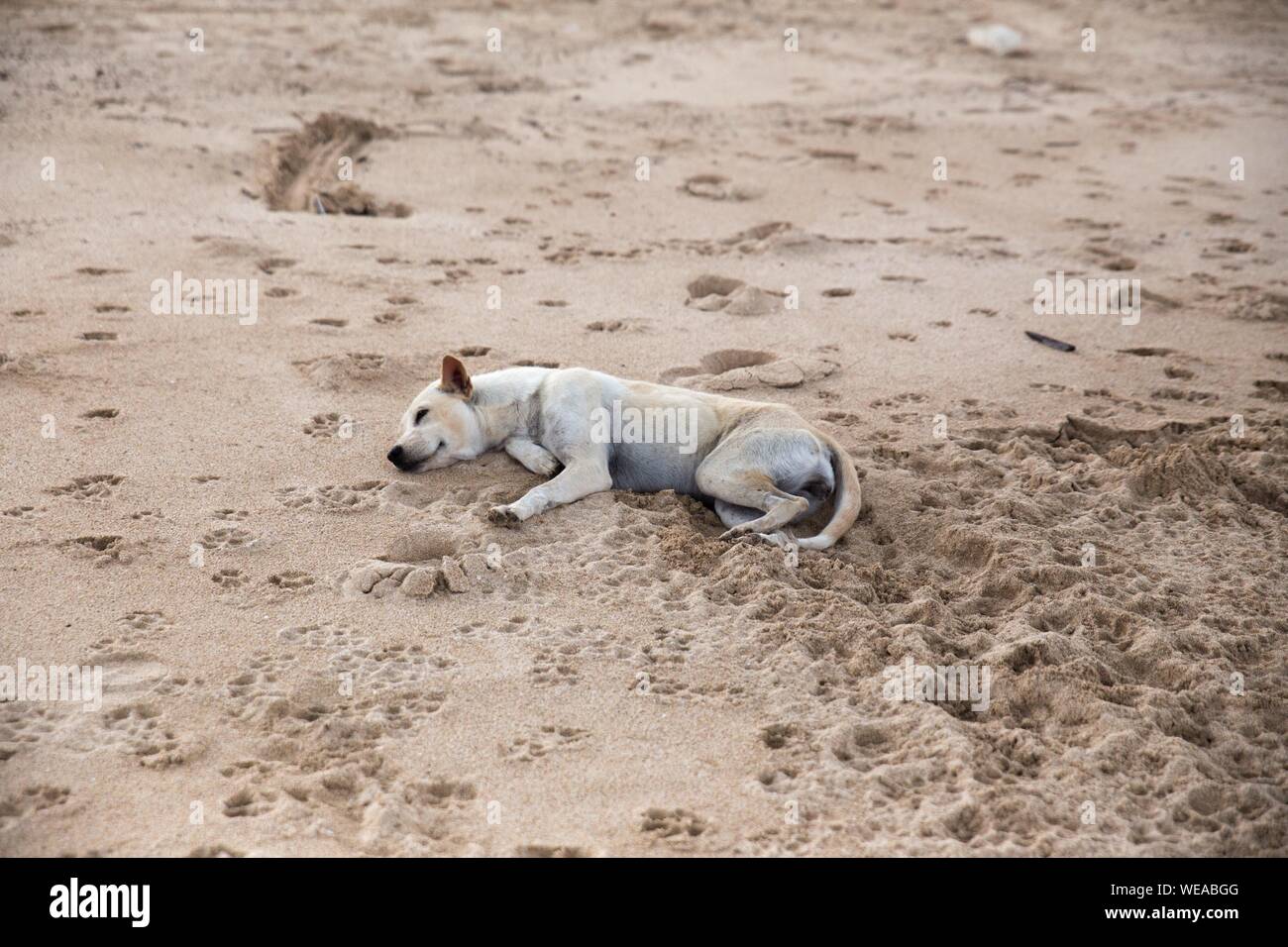 Dog footprint on sand hi-res stock photography and images - Alamy