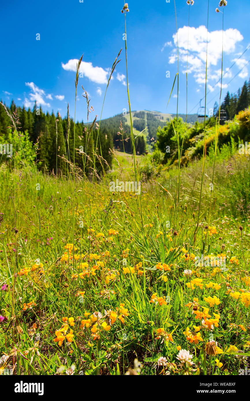 Summer Pirin mountains nature background. Flowers and forest view near ...