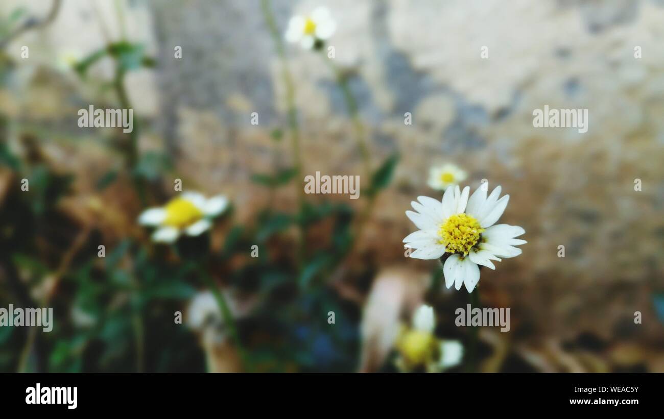 Back daisy hi-res stock photography and images - Alamy