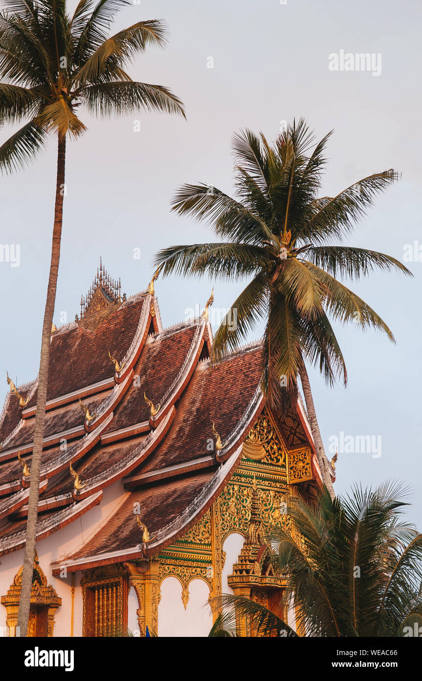 Royal king palm tree hi-res stock photography and images - Alamy