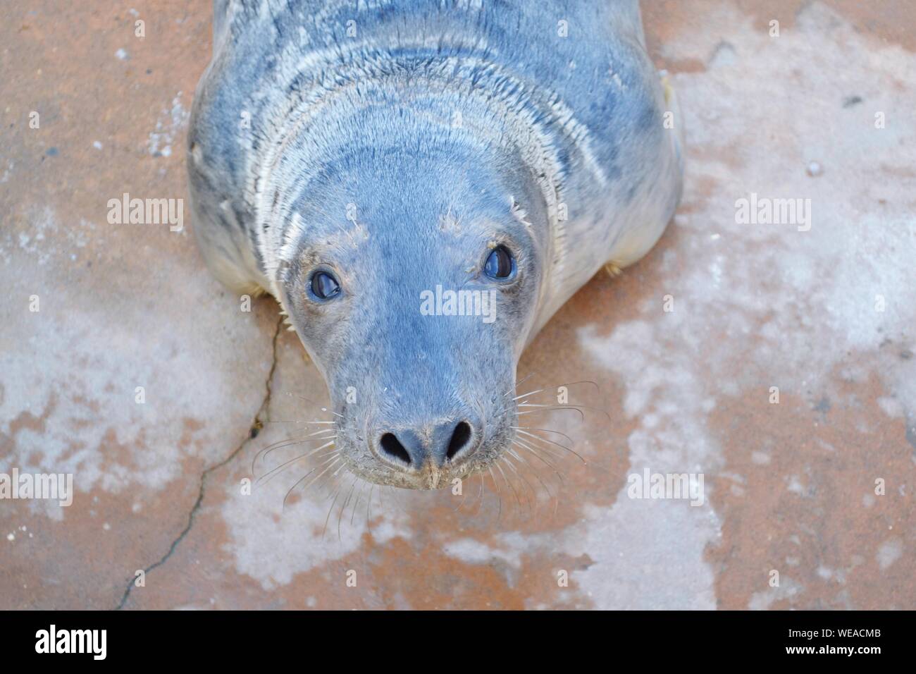 Portrait seal hi-res stock photography and images - Alamy