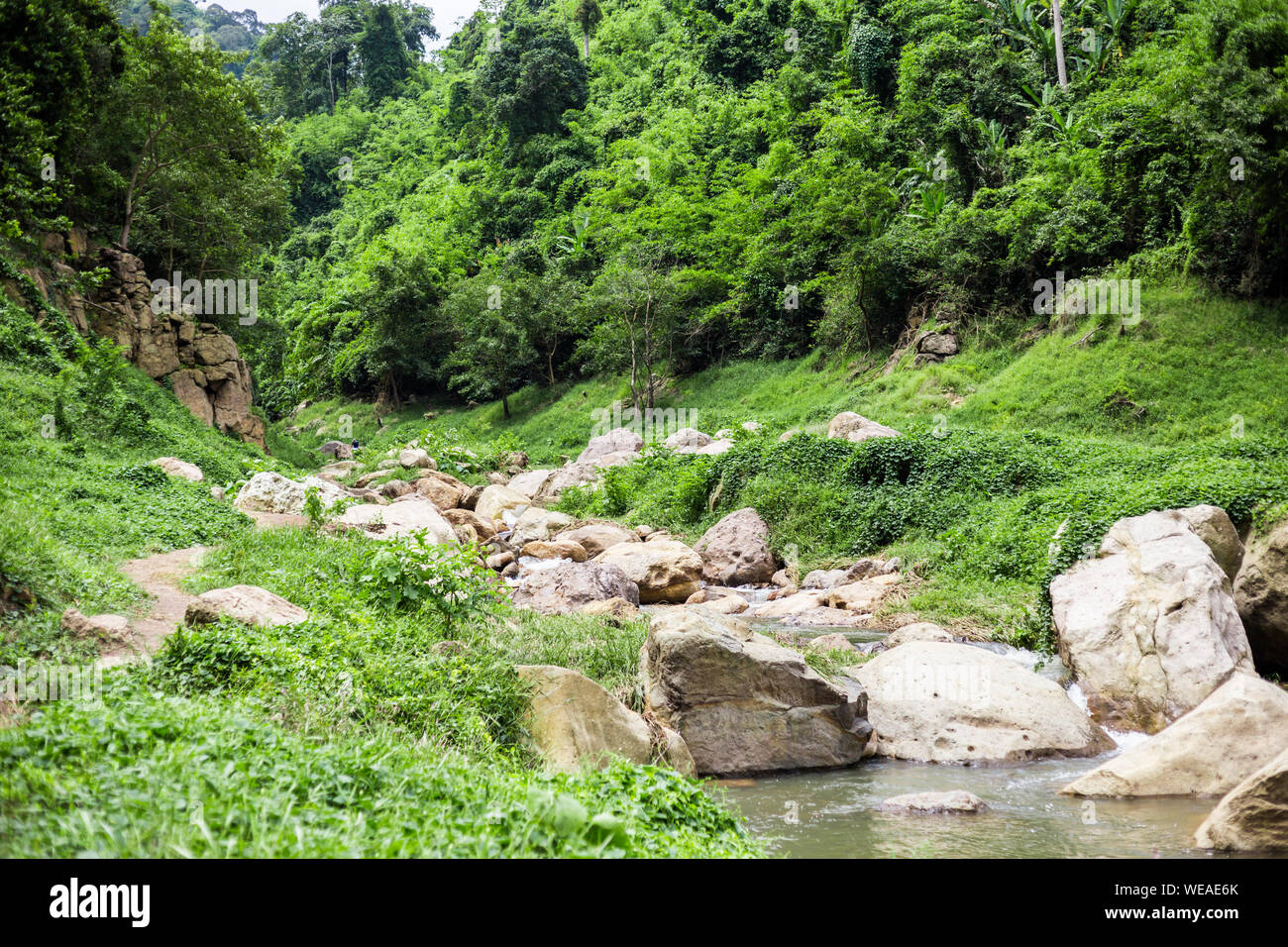 Dried river in the deep forest due to climate change Stock Photo - Alamy