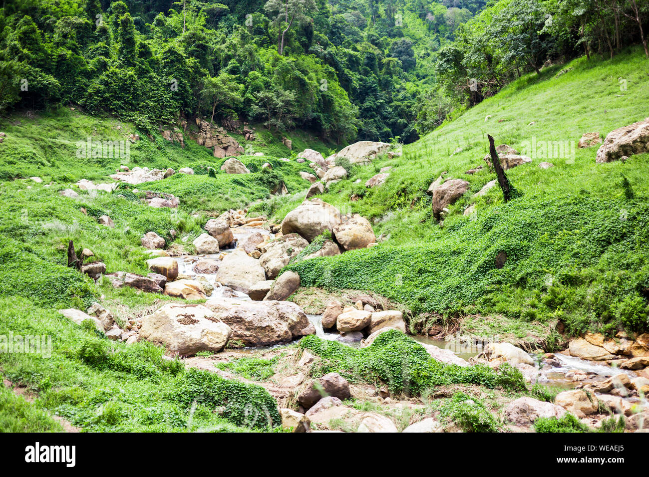 Dried river in the deep forest due to climate change Stock Photo - Alamy