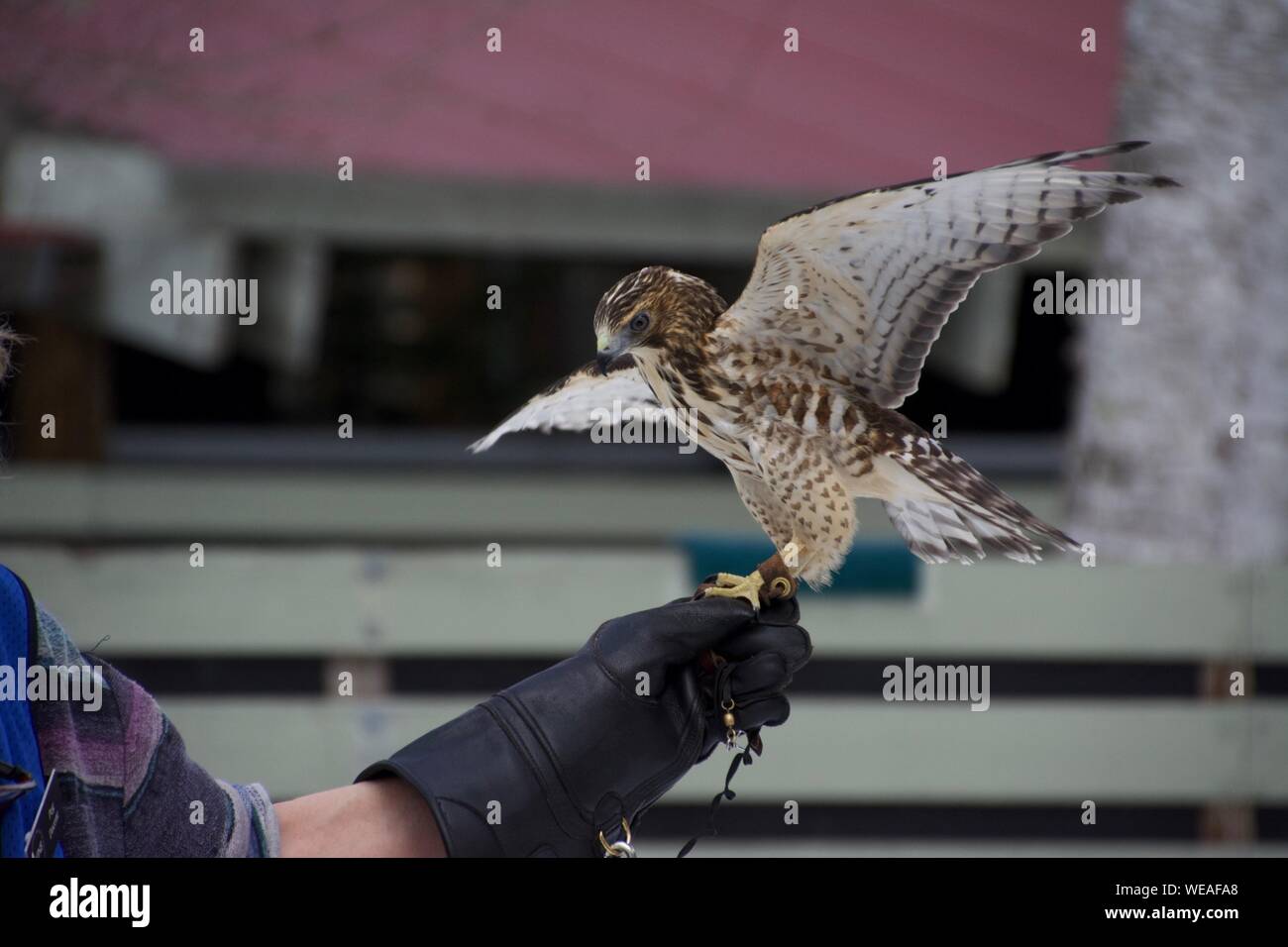 Falcon trainer hi-res stock photography and images - Alamy
