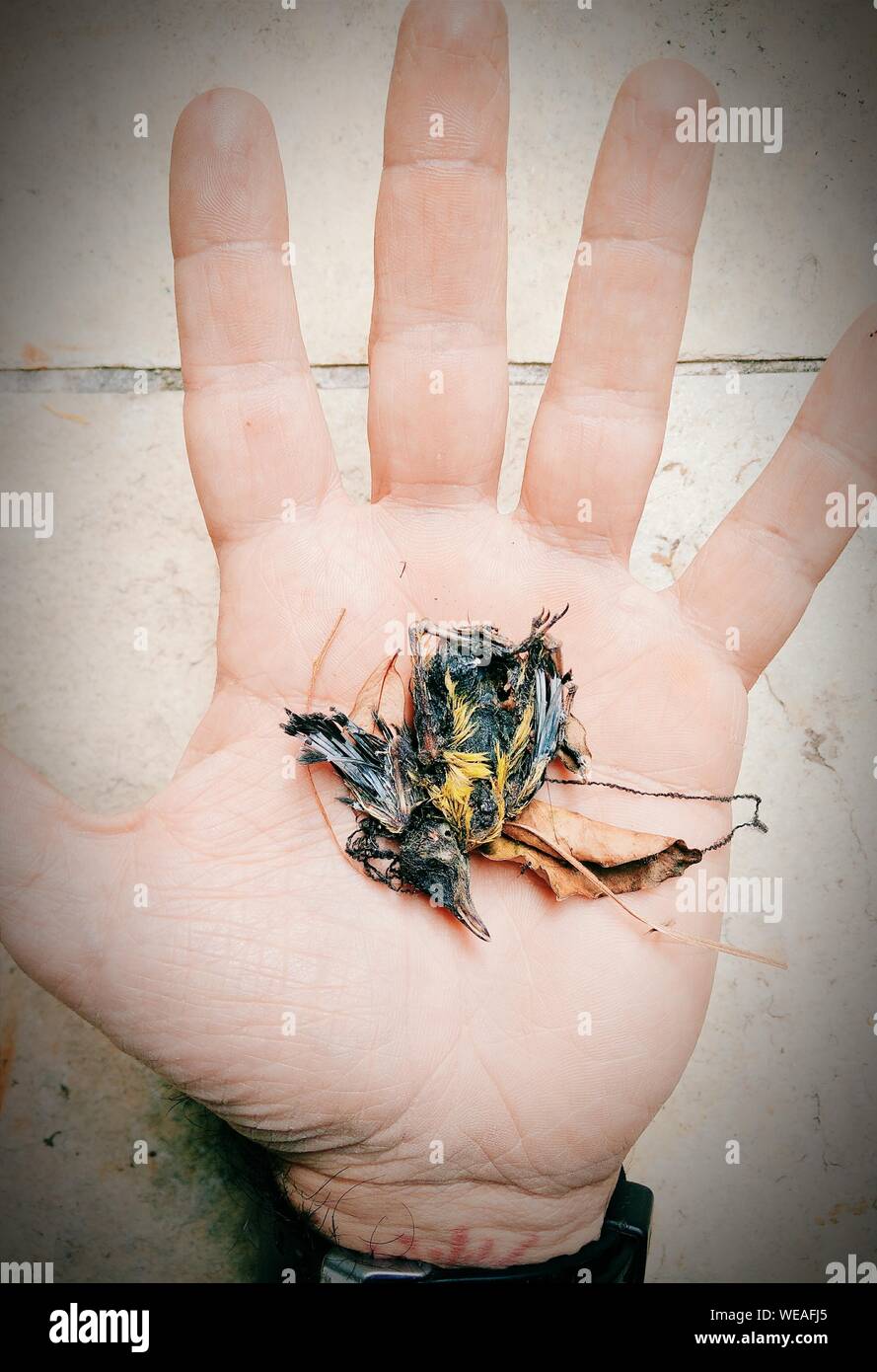 Close up wild bird dead decay hi-res stock photography and images - Alamy