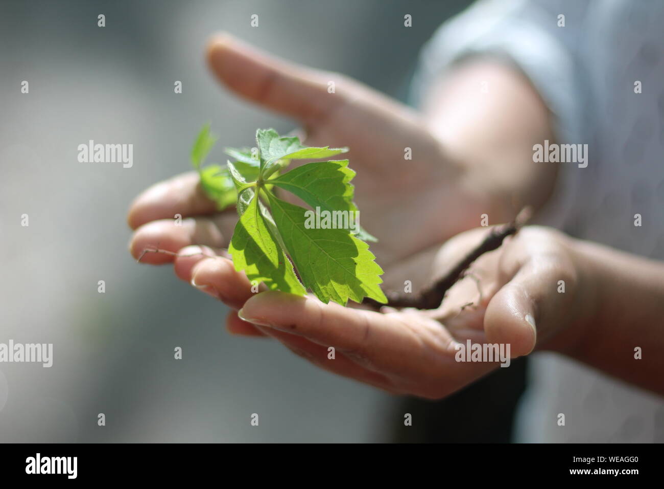 Hand holding plant hi-res stock photography and images - Alamy
