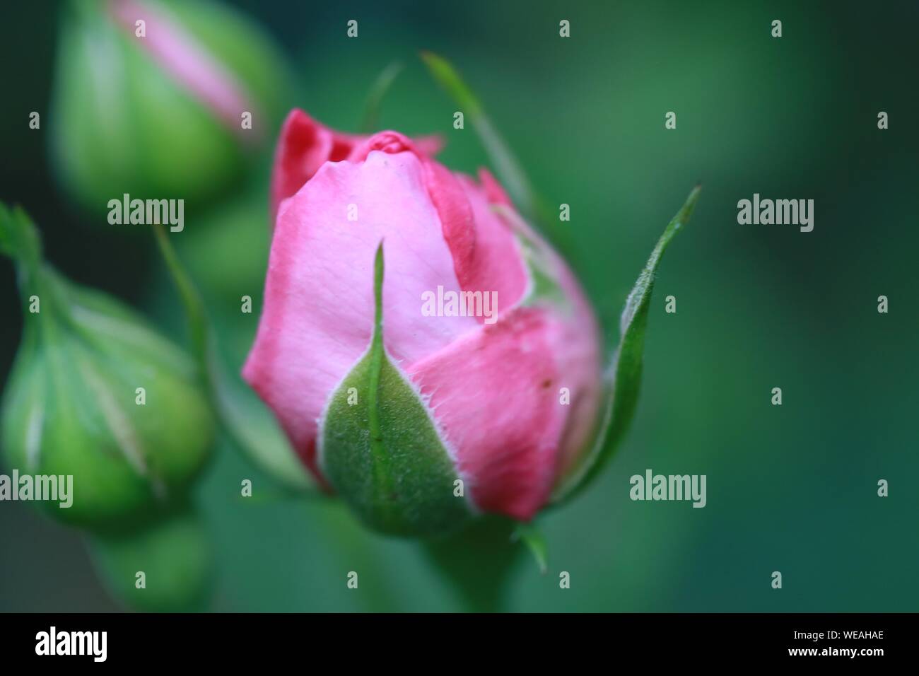 Pink rose bud hi-res stock photography and images - Alamy