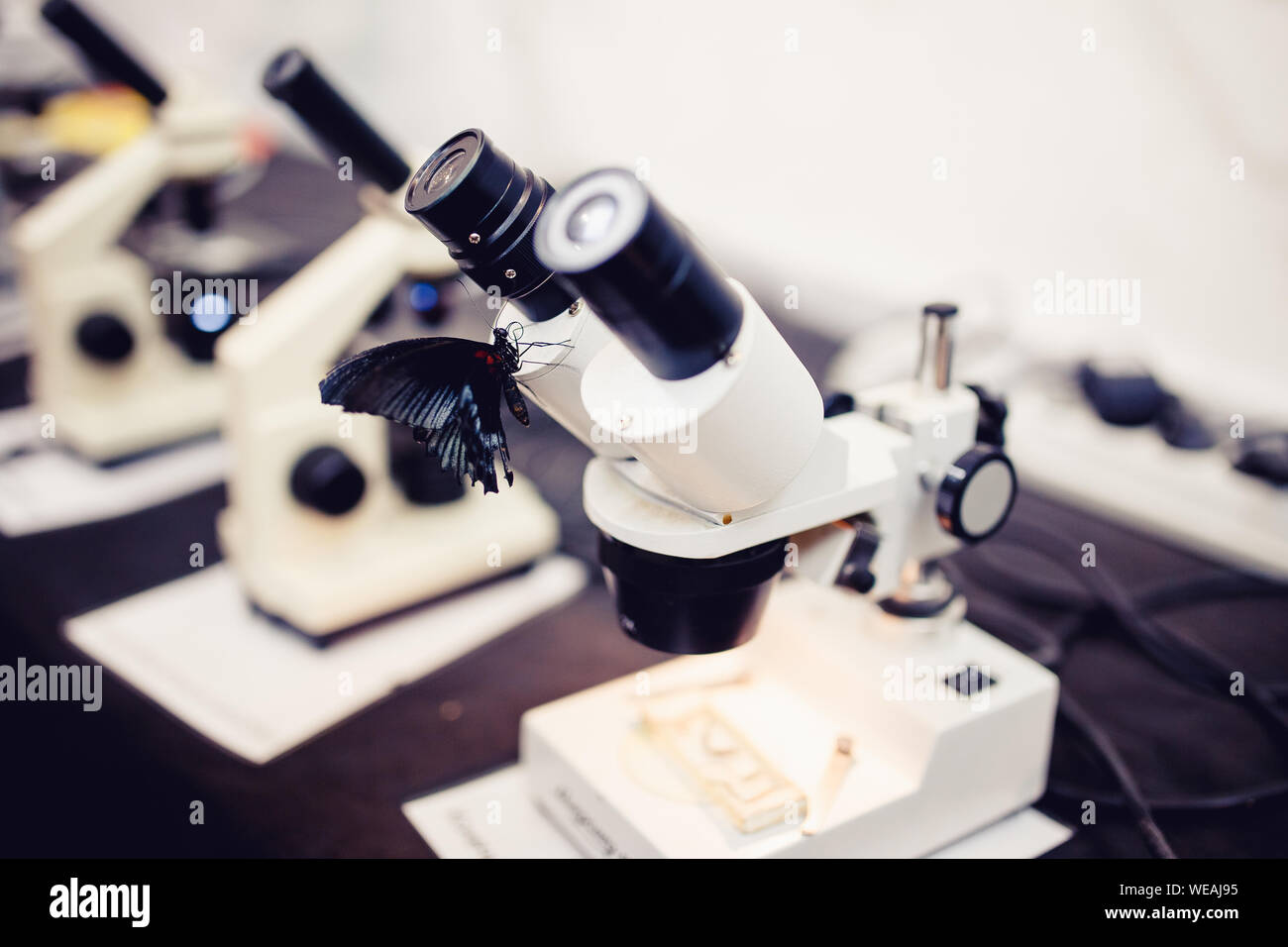 Laboratory animals hi-res stock photography and images - Alamy