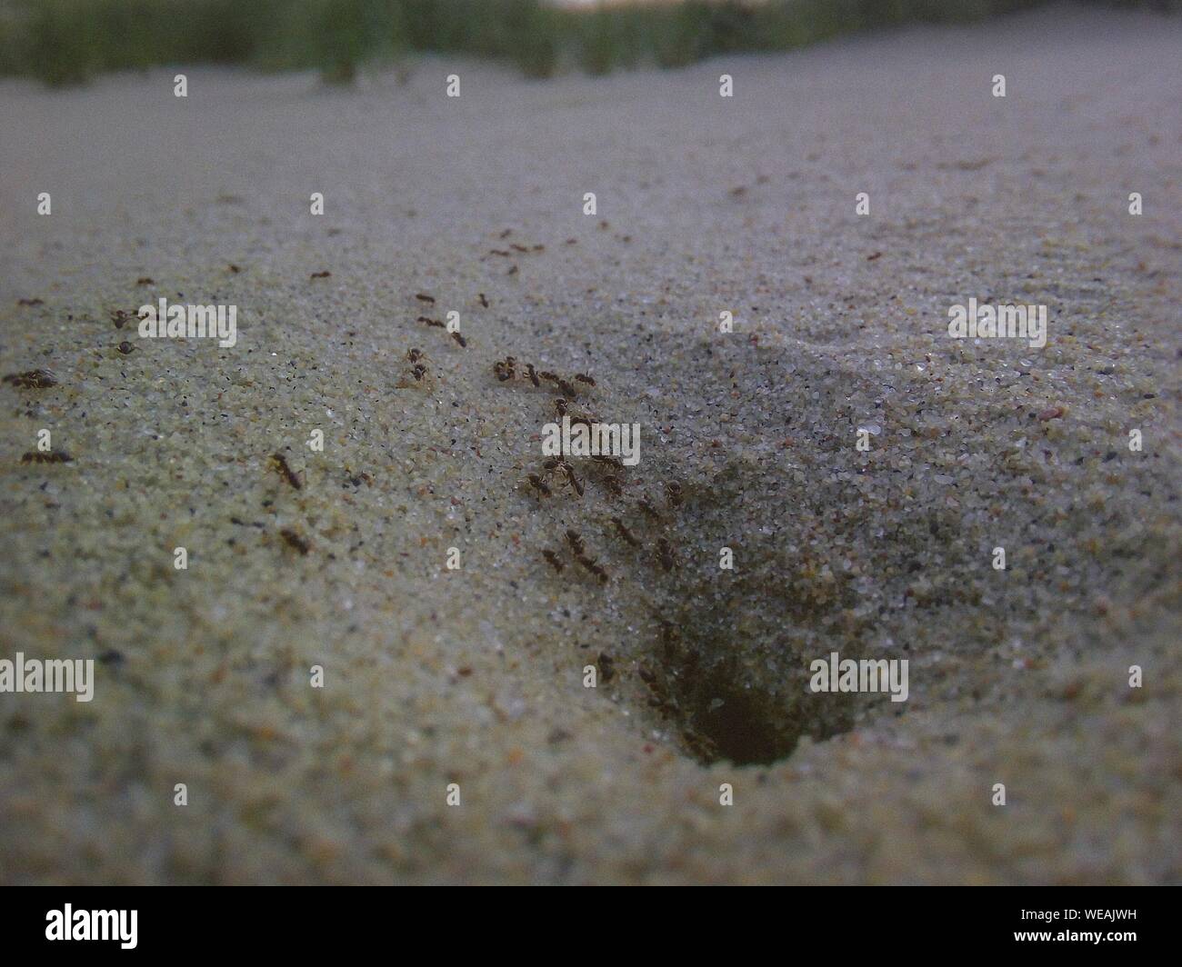 Ants Sand High Resolution Stock Photography and Images - Alamy