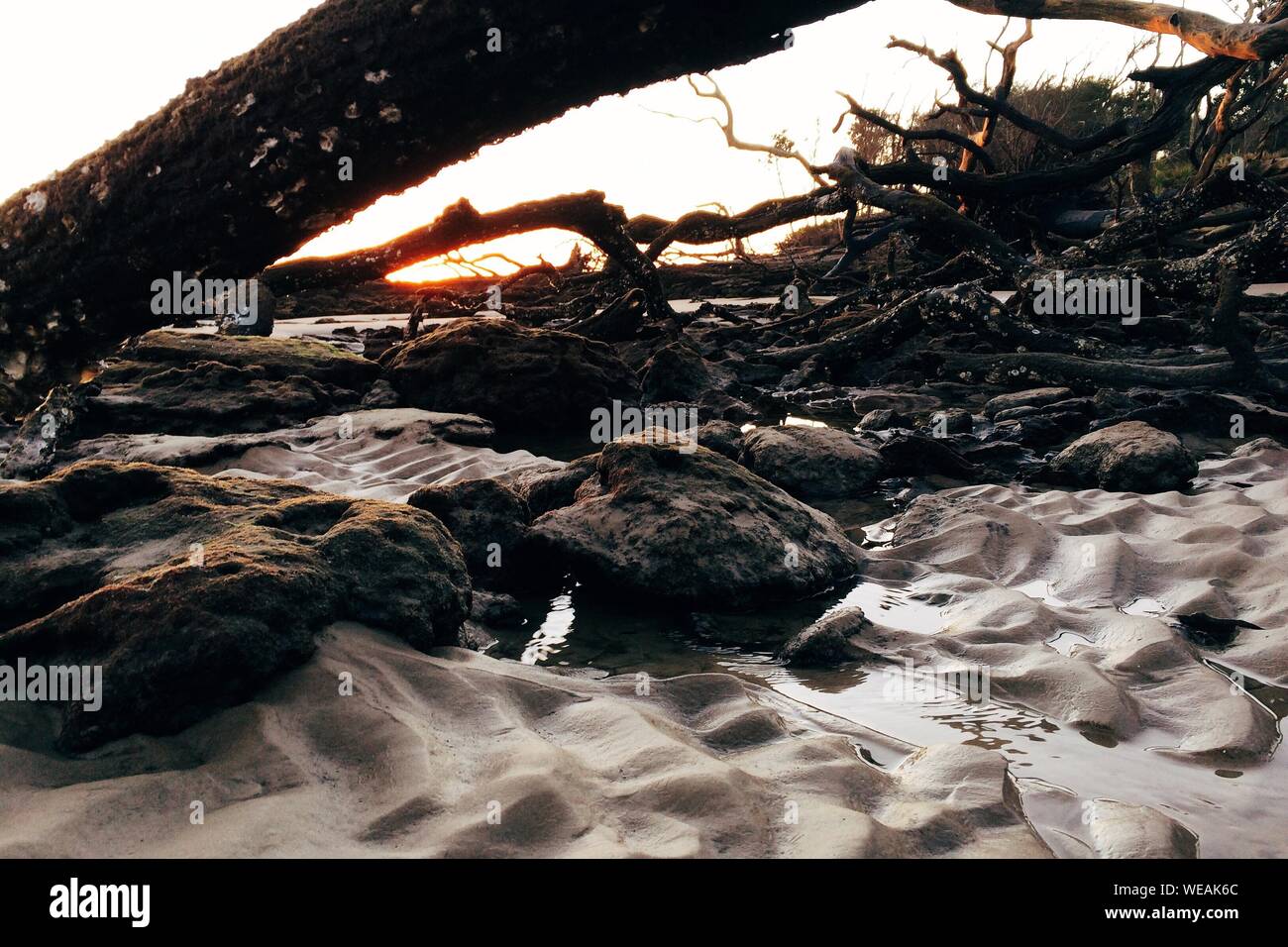 Drift Wood Beach High Resolution Stock Photography and Images - Alamy