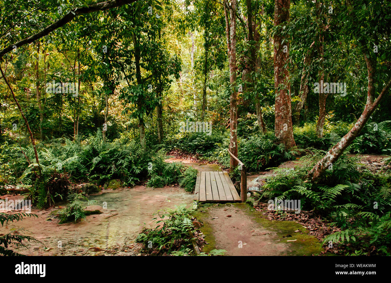 Nature trail under big tree at Kuang Si waterfall with old wood bridge ...