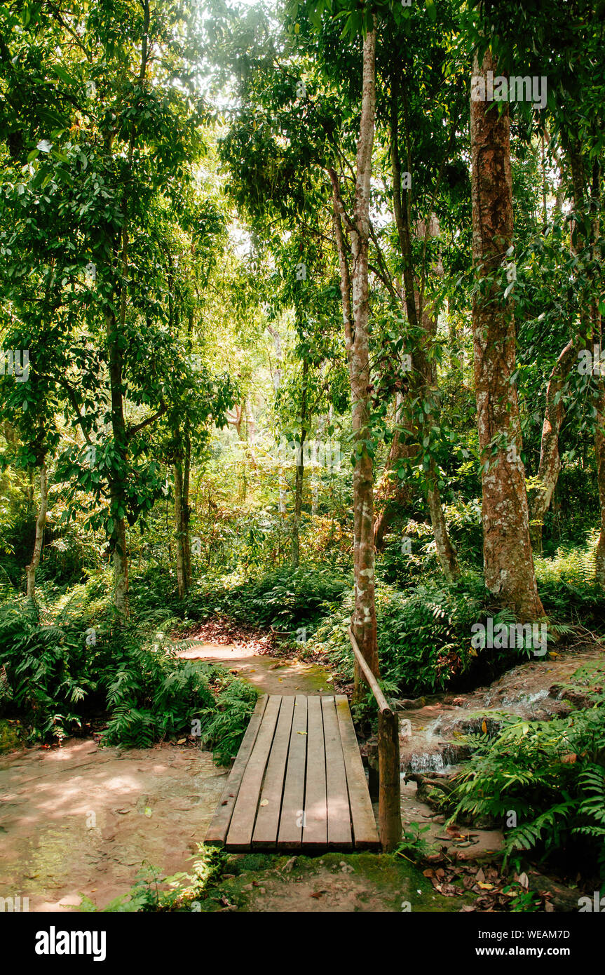 Nature trail under big tree at Kuang Si waterfall with old wood bridge ...