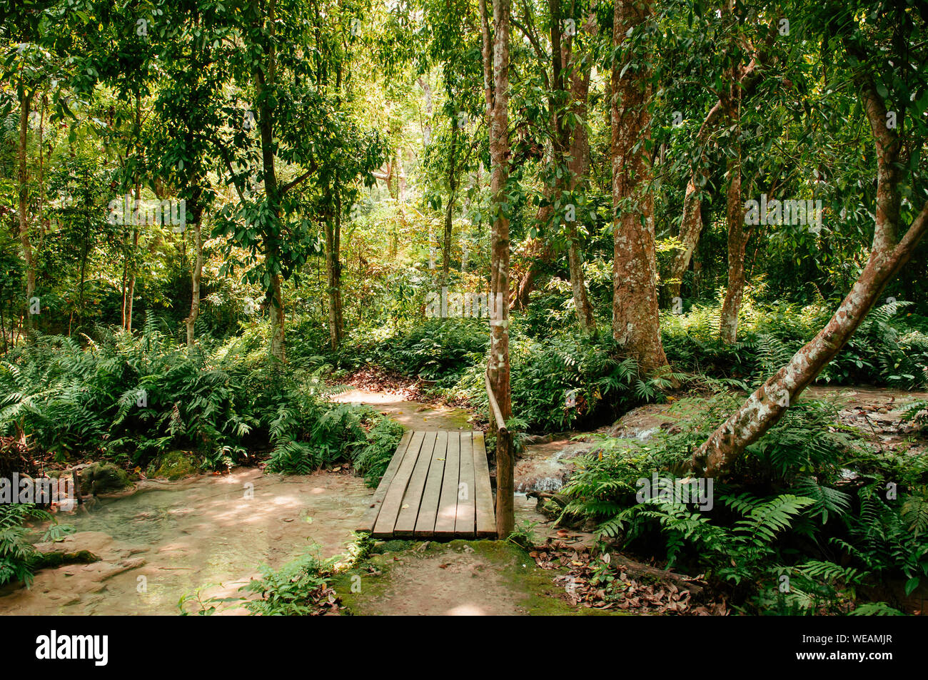 Nature trail under big tree at Kuang Si waterfall with old wood bridge ...