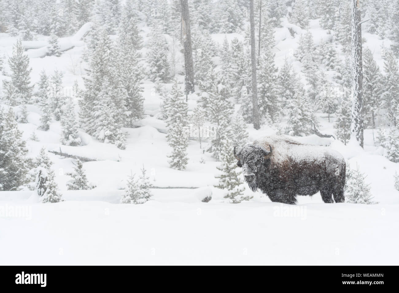 Massive and heavy species hi-res stock photography and images - Alamy