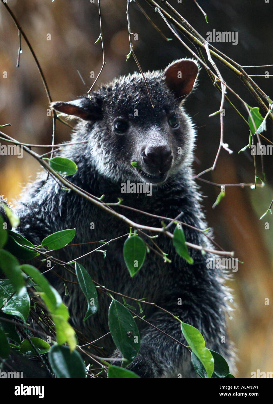 Black tree kangaroo hi-res stock photography and images - Alamy