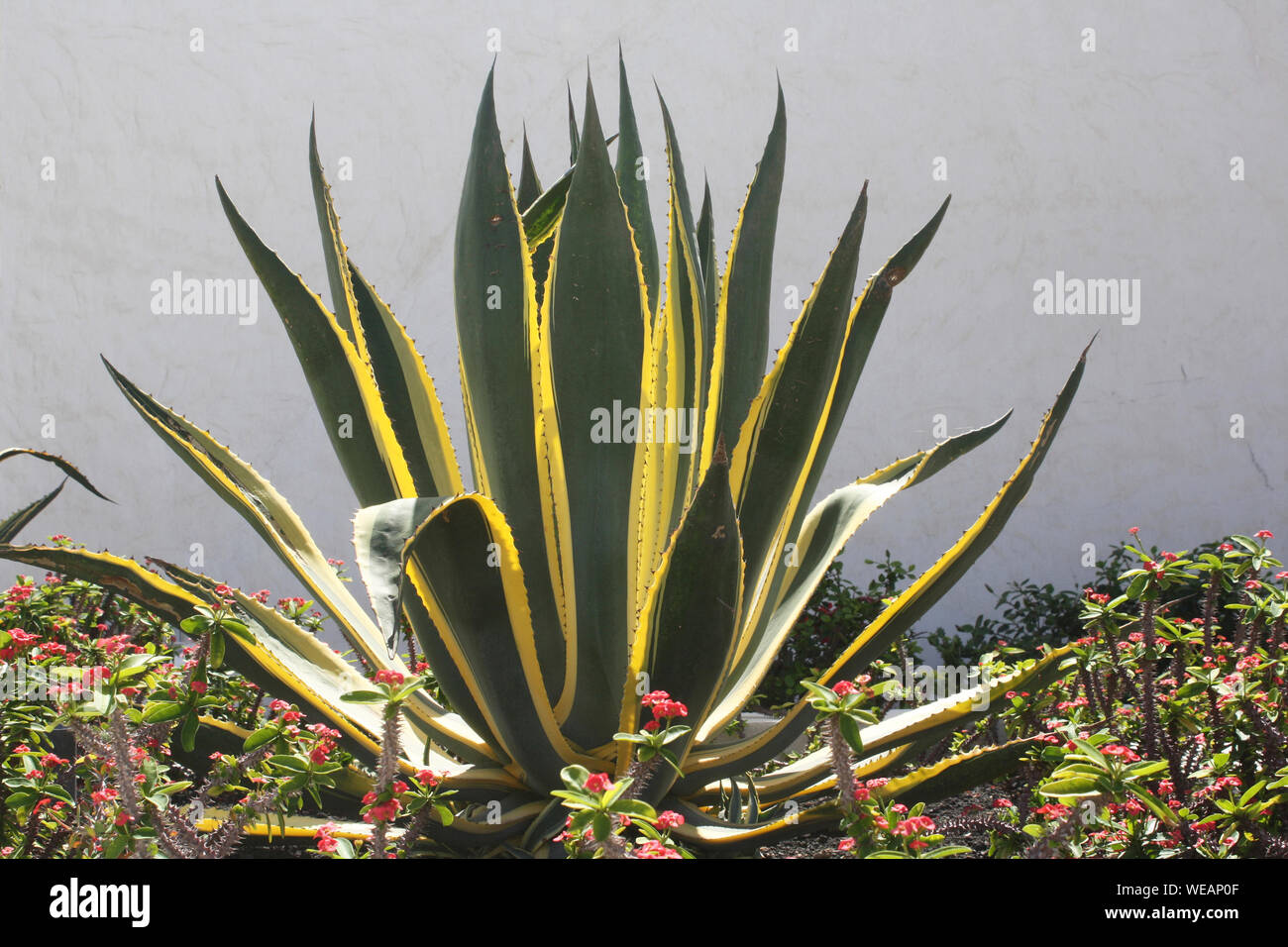 Furcraea selloa hi-res stock photography and images - Alamy