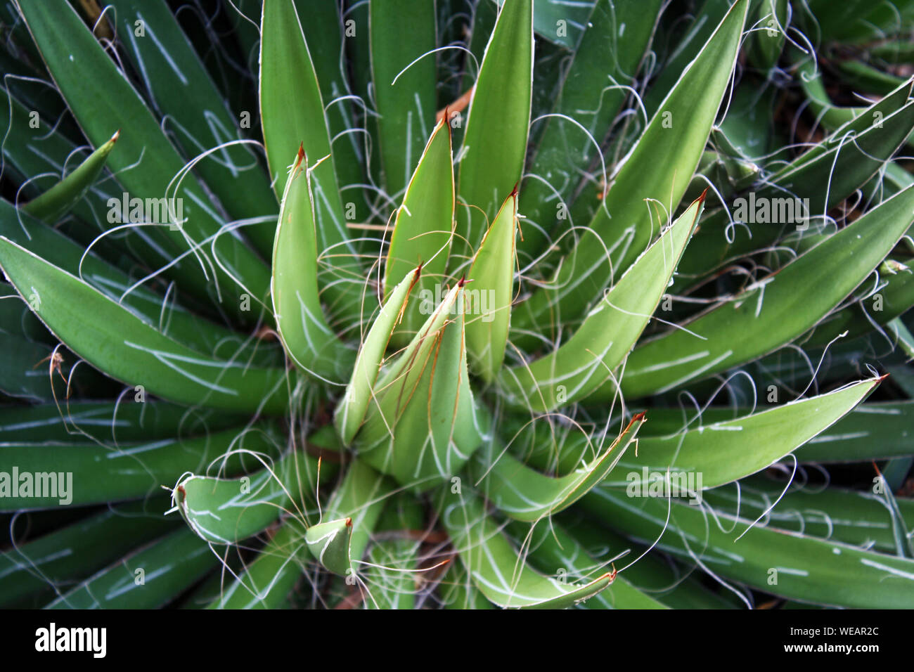 Agave filifera hi-res stock photography and images - Alamy