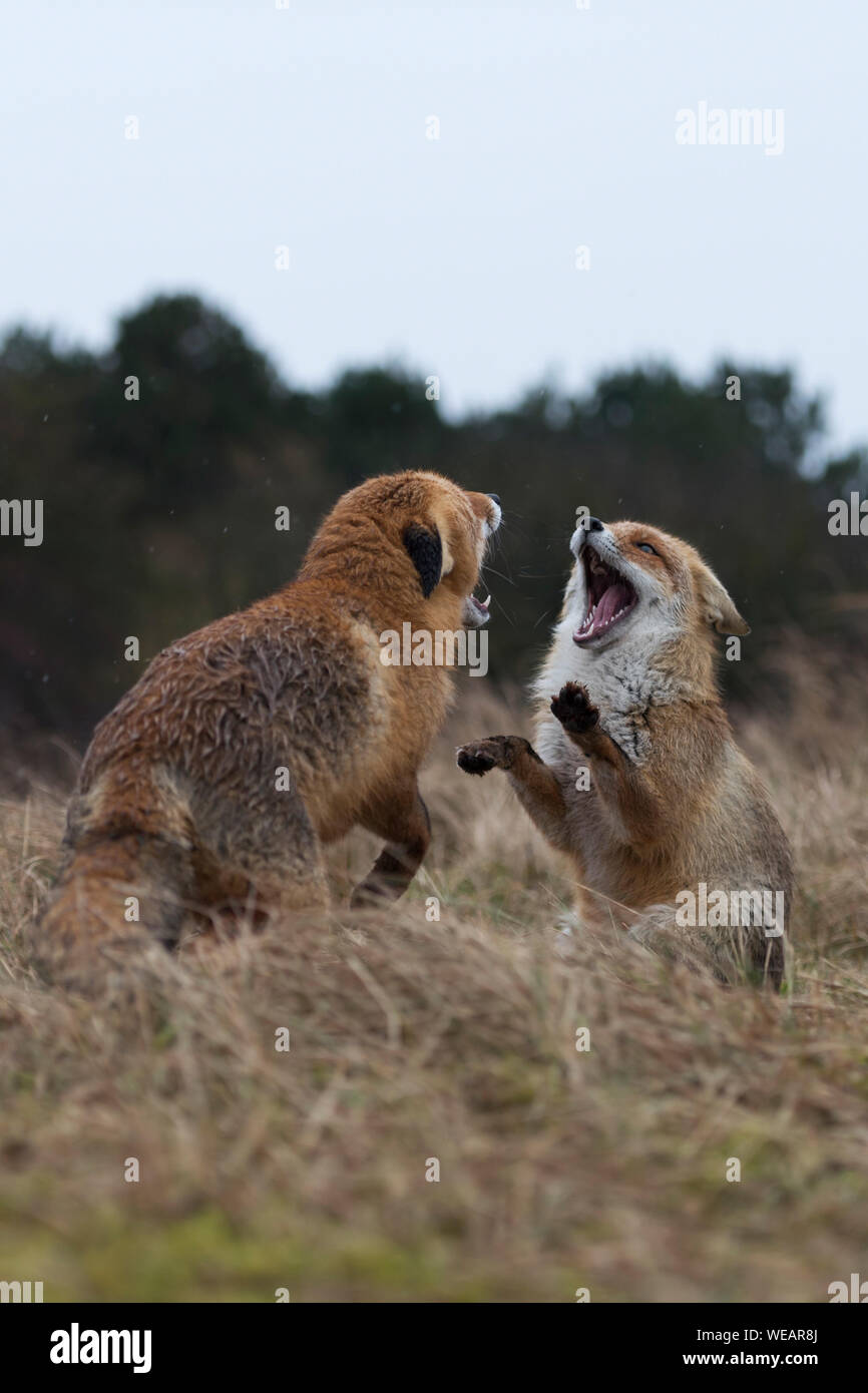 Red Fox / Rotfuchs ( Vulpes vulpes ), adult, in agressive fight ...