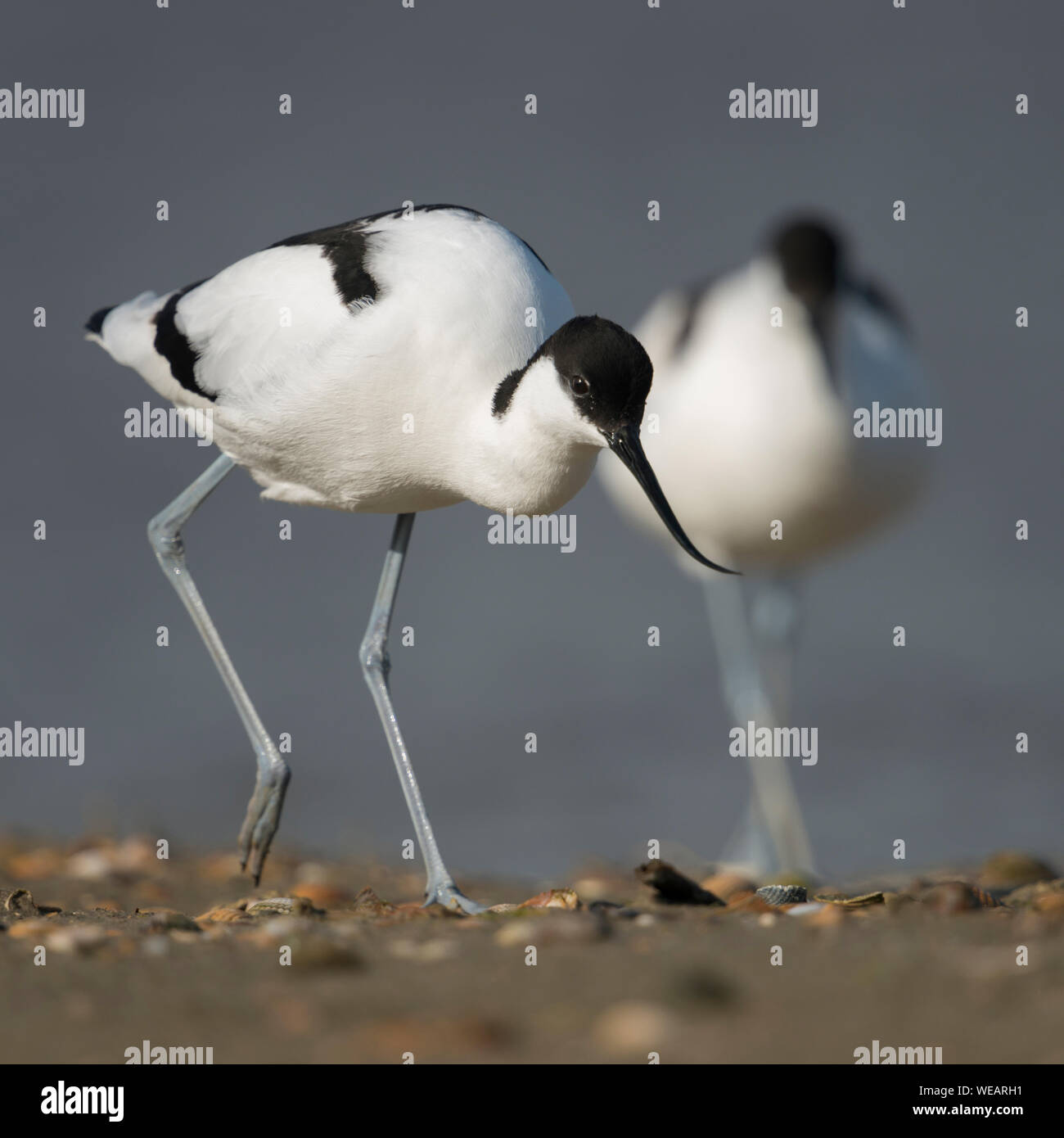 Pied Avocet / Säbelschnäbler ( Recurvirostra avosetta ), pair, couple ...