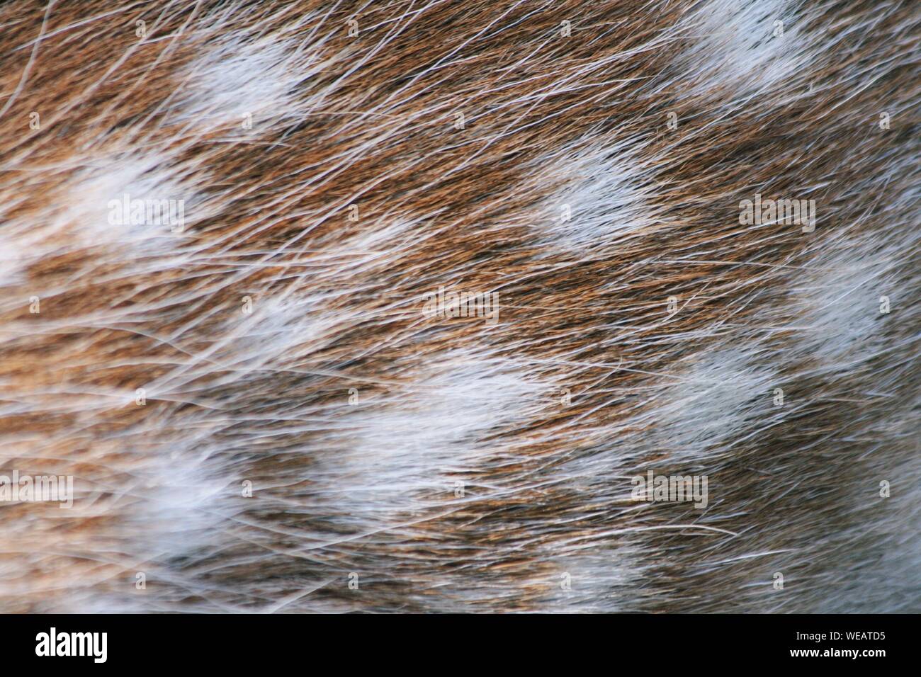 Animal body part hi-res stock photography and images - Alamy