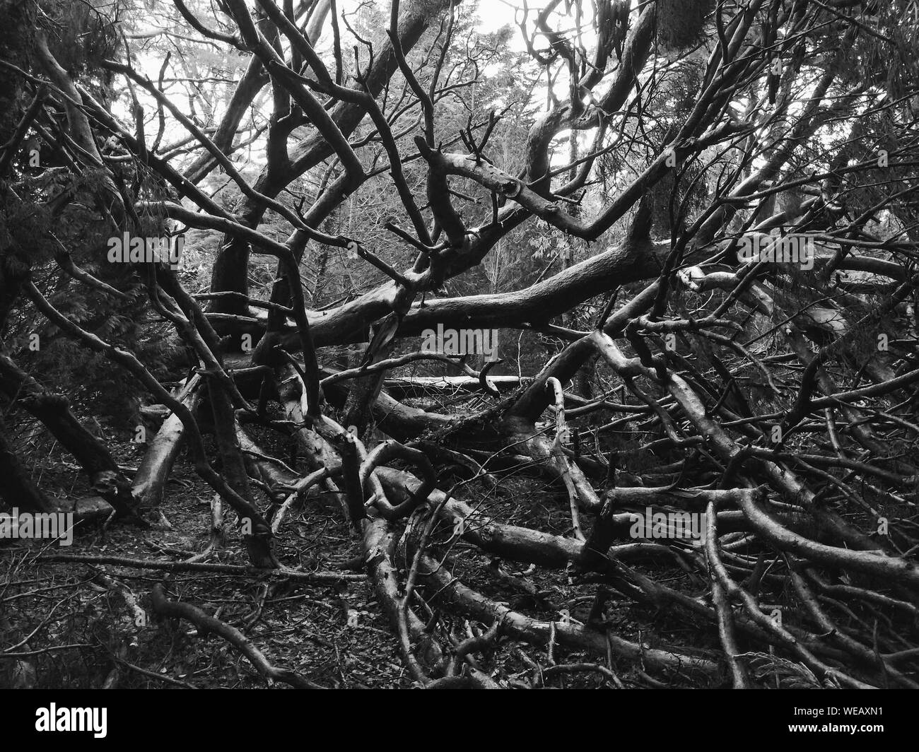 Branches of forest hi-res stock photography and images - Alamy