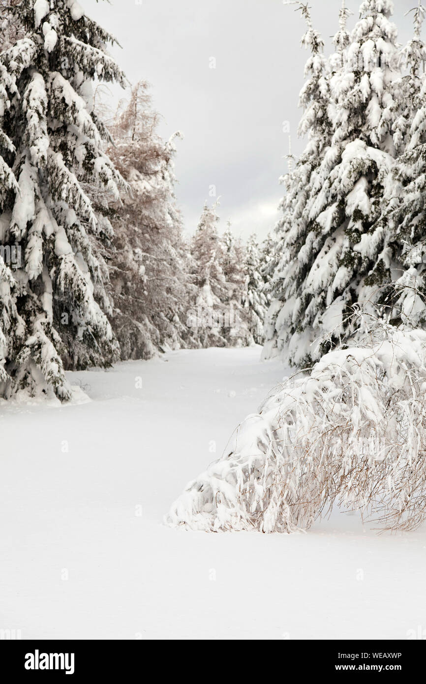 Winter forest view hi-res stock photography and images - Alamy