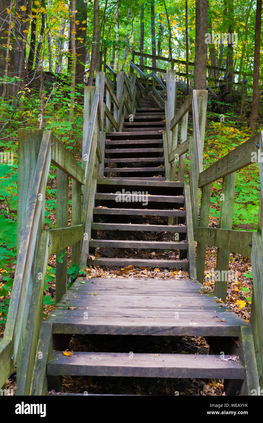 Woodland staircase High Resolution Stock Photography and Images - Alamy