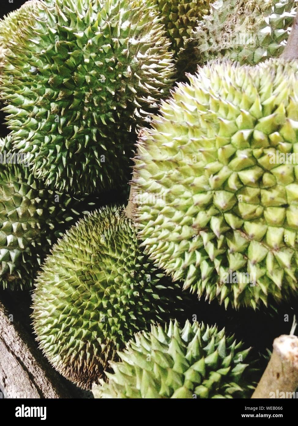 Durian sunlight hi-res stock photography and images - Alamy