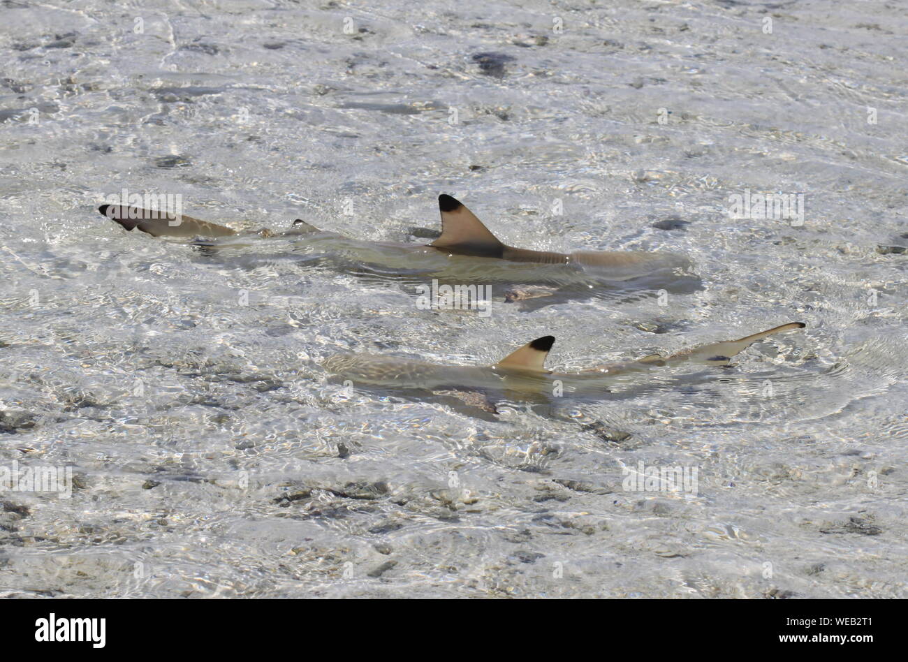 Two sharks swimming hi-res stock photography and images - Alamy