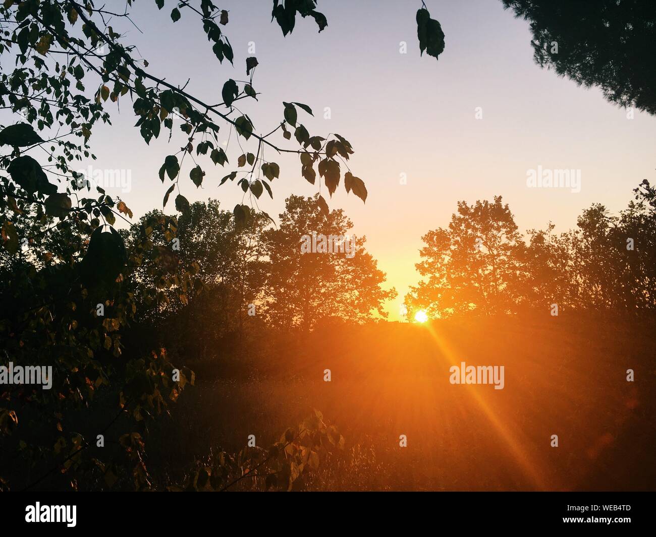 Sunlight falling through trees hi-res stock photography and images - Alamy