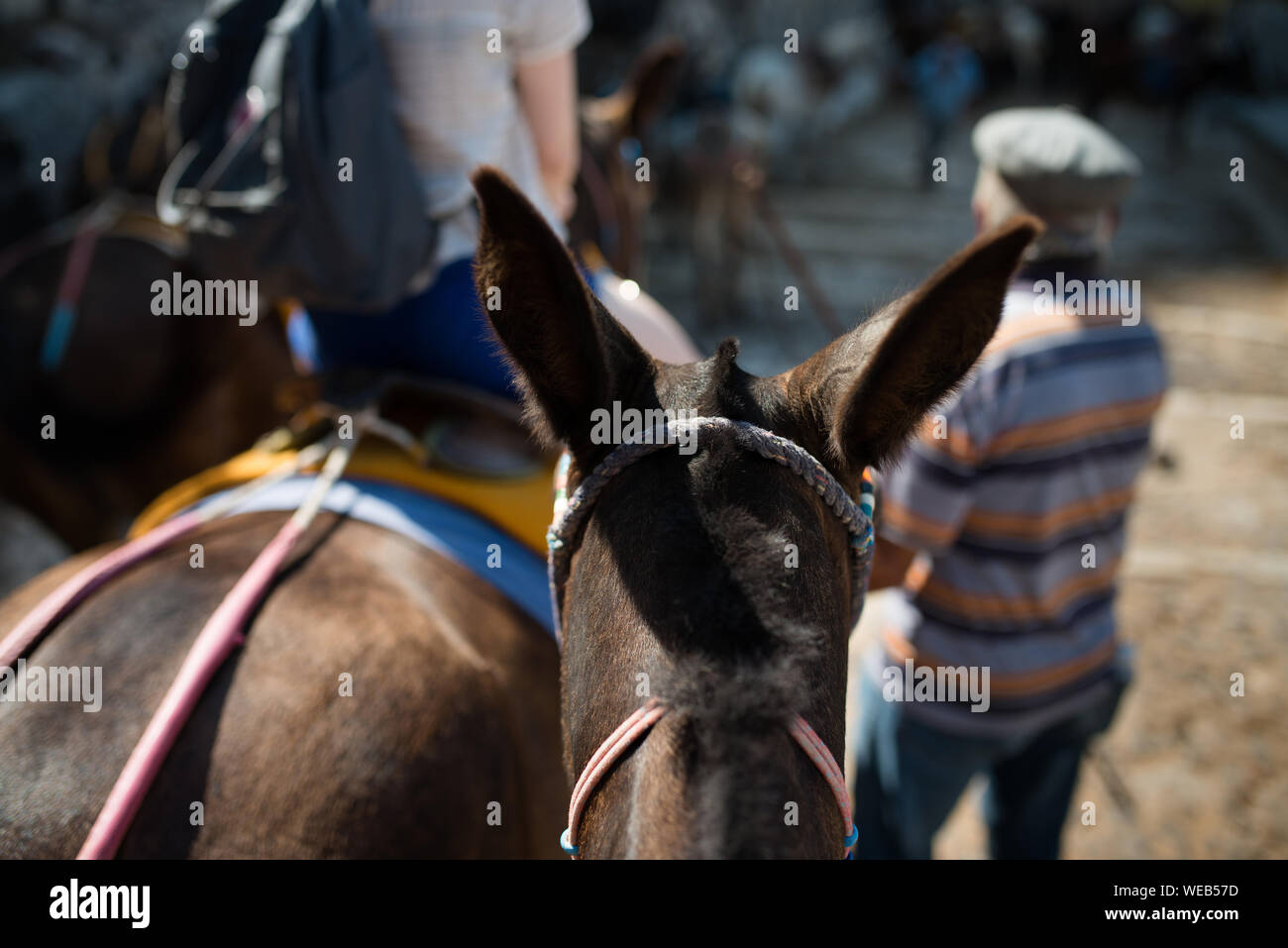 Rear of donkey hi-res stock photography and images - Alamy