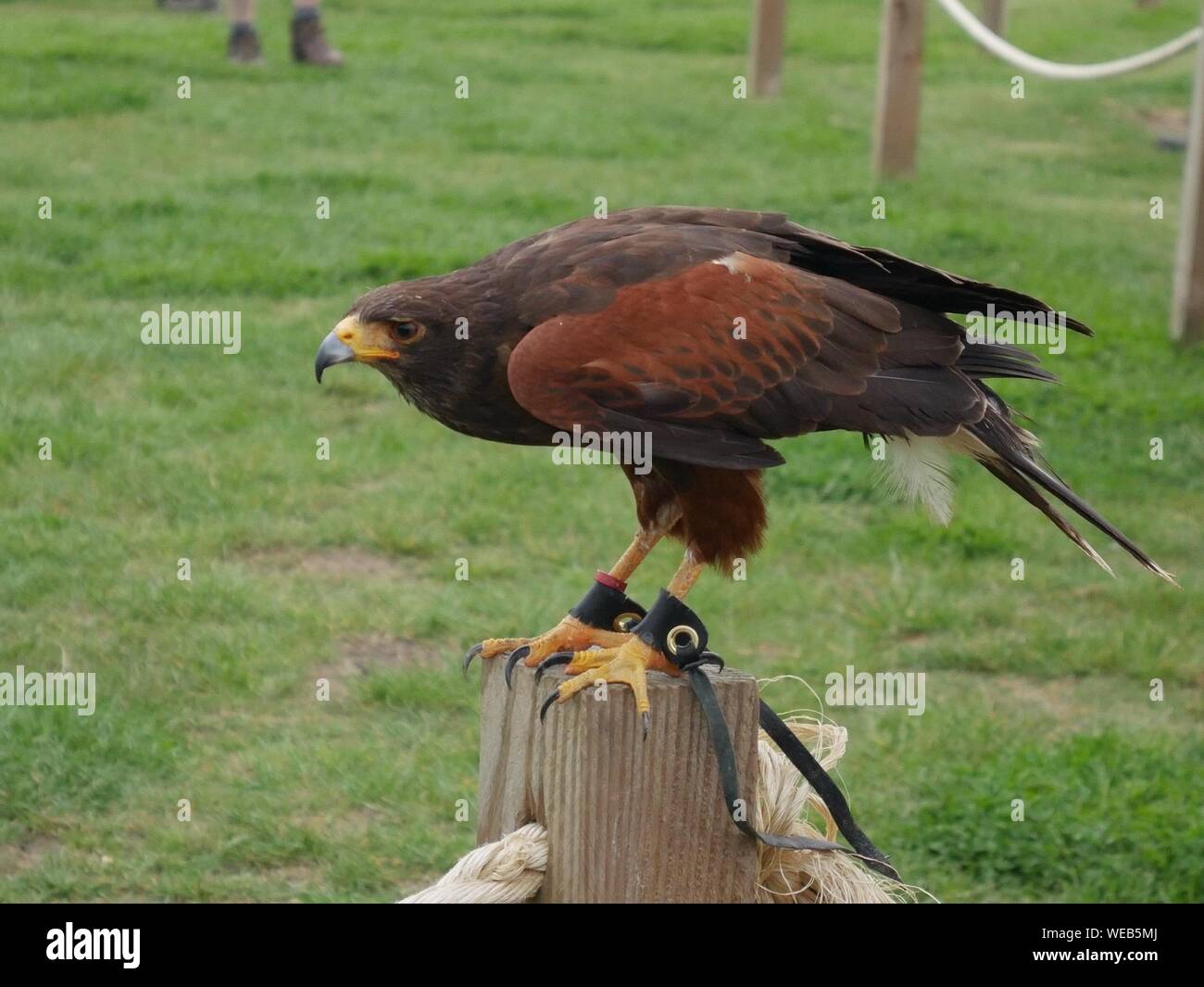 Hawk up close hi-res stock photography and images - Alamy